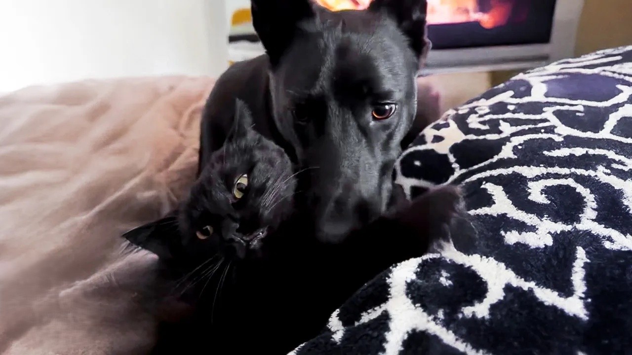 German shepherd and cat think they’re twins - and it shows