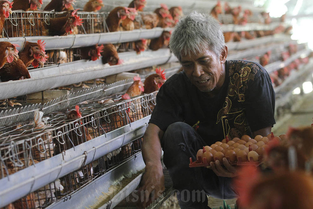 Mahal! Harga daging & telur ayam di atas harga acuan jelang Ramadan