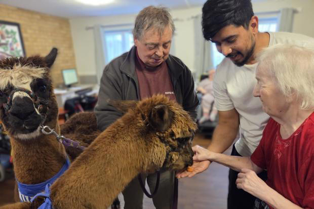Alpacas visit care home in Gwent town, creating 'magic moments' for ...