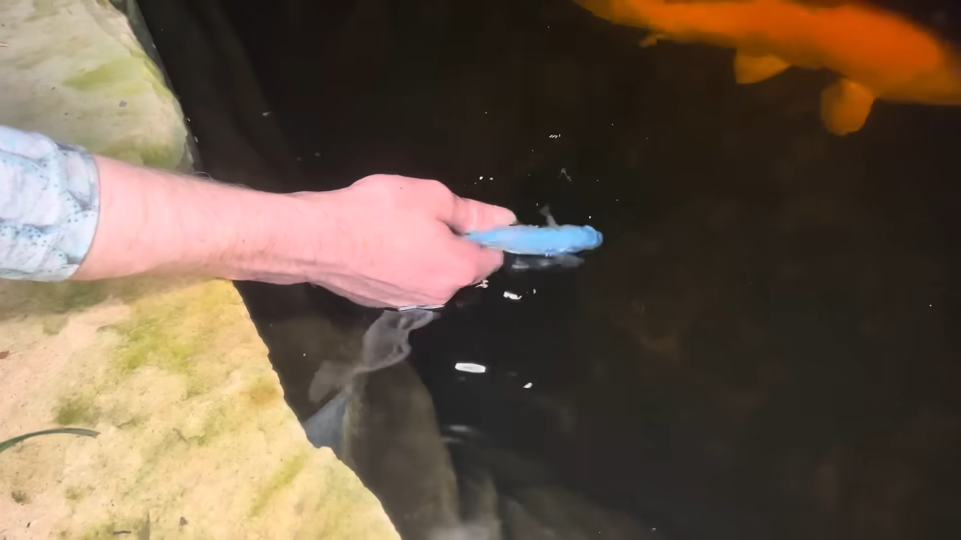 Trapping rare aquarium fish for my backyard pond actually worked