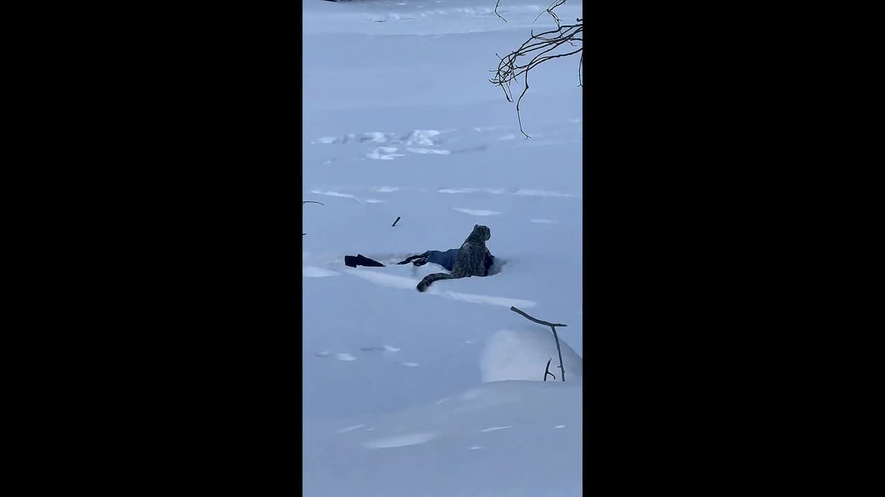 Skier left needing plastic surgery on face after snow leopard attack in ...