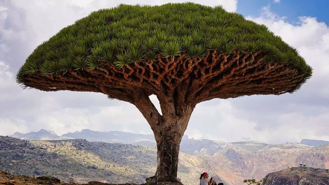 This tree secretes bright red dragon’s blood and science explains why