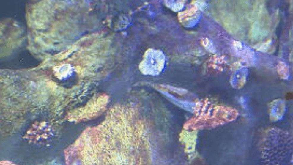 Via Aquarium reopens after repairs to heating and cooling systems