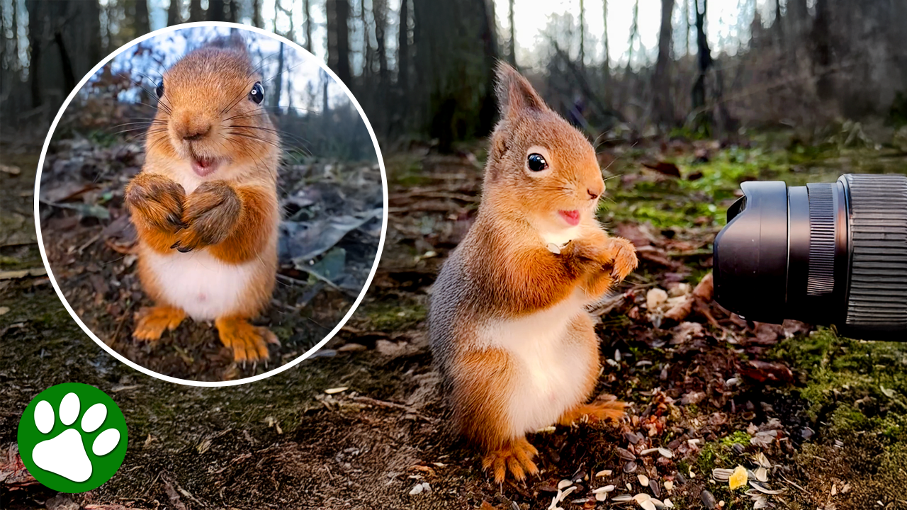I put my camera in the forest and the squirrels started posing