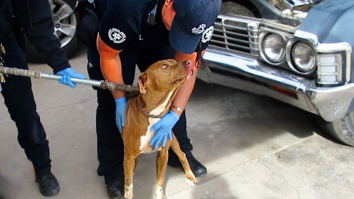 Dog rescued from a car engine - and got a second chance at life