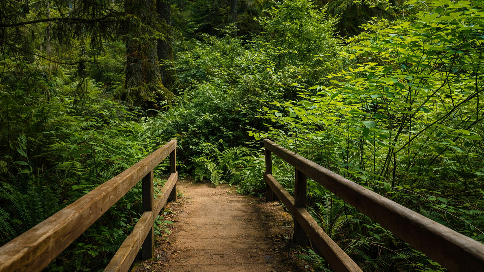 Redwood National Park scenic forest walk James Irvine Trail (4K)