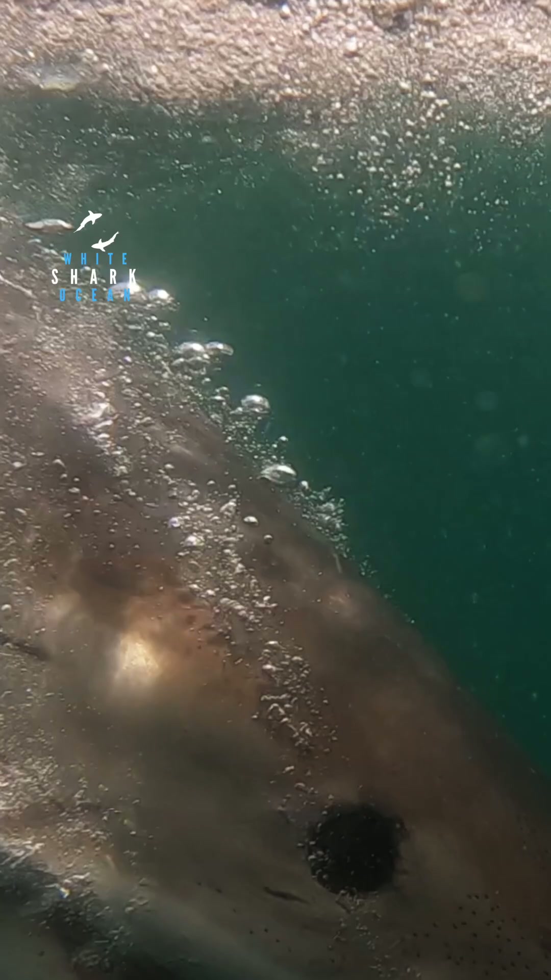 Great white shark ambushing from below