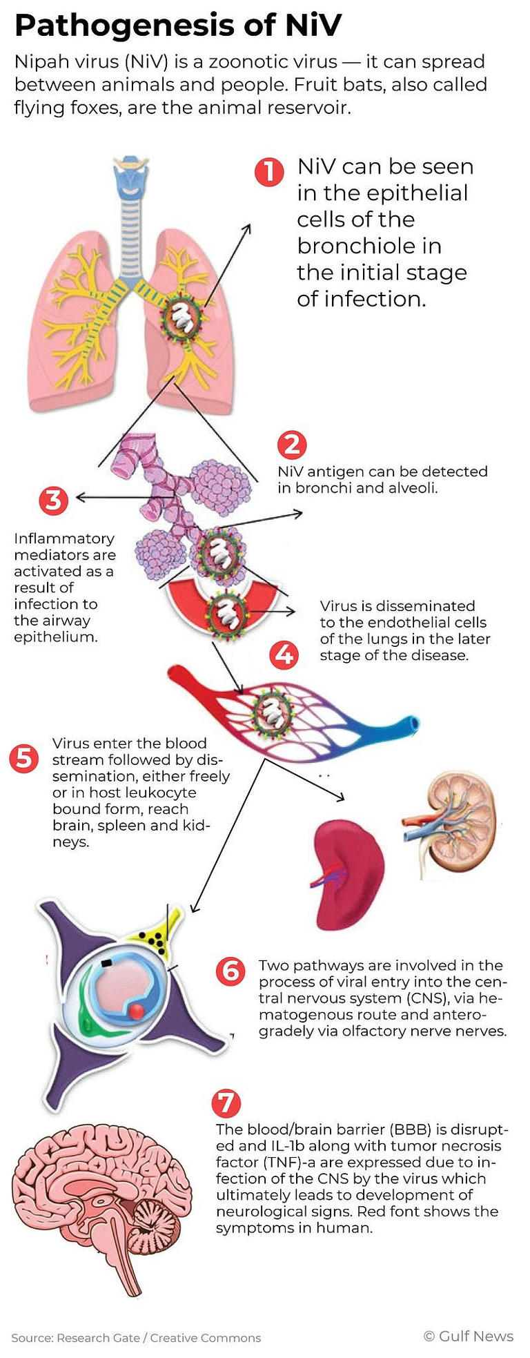 What is Nipah virus? Symptoms and risks explained as India on high alert