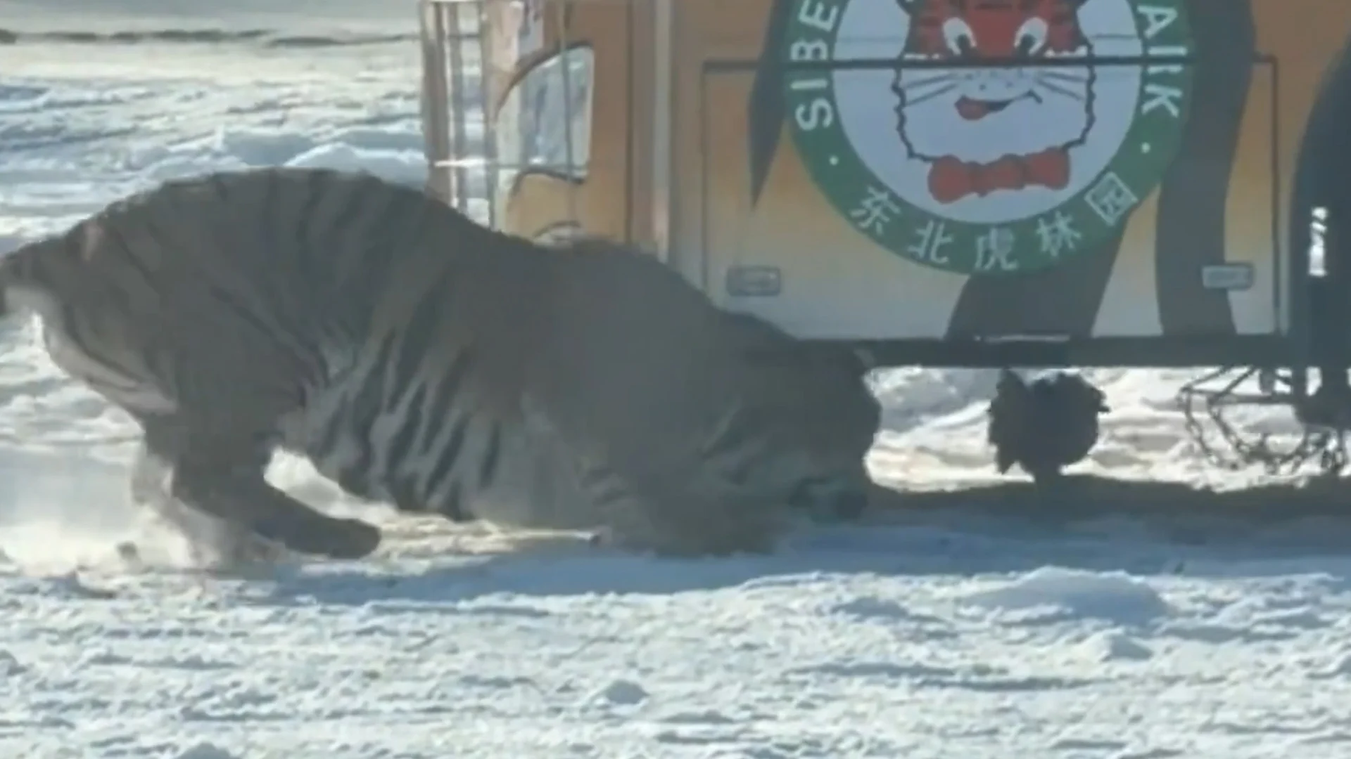 Clever chicken uses moving bus as shield from hungry tigers