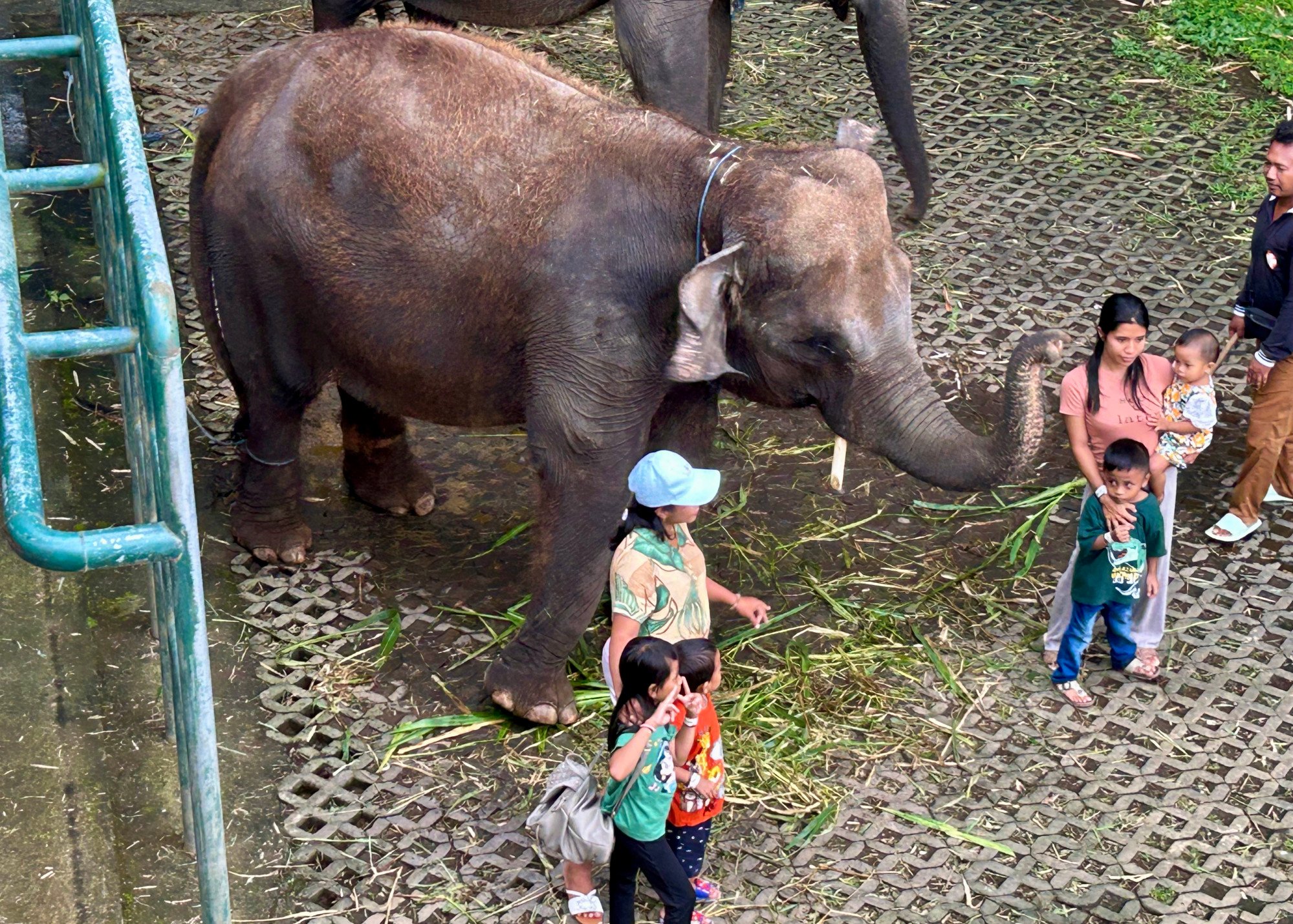 Elephant rides at Indonesia’s Bali attractions banned over animal ...