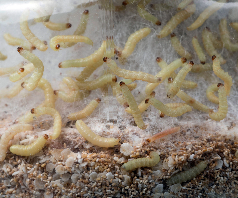 How to get rid of pantry moths before they devour your kitchen supplies