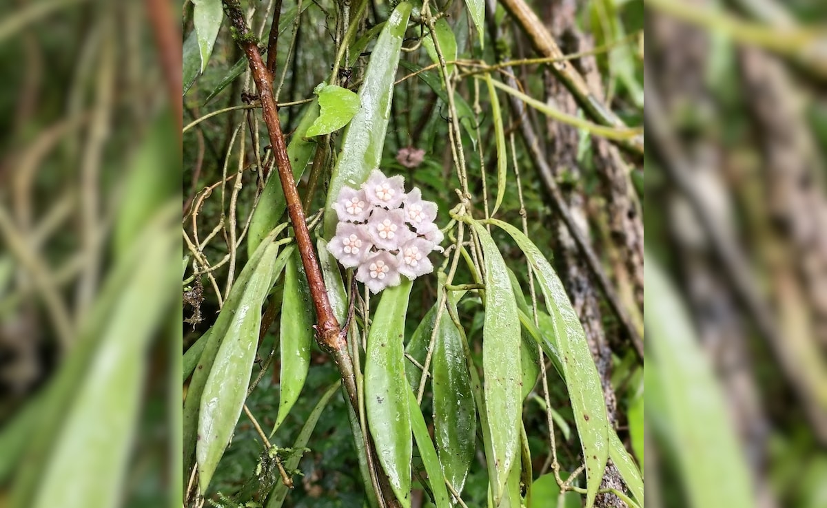 Rare new flowering plant discovered in Nagaland's community protected ...