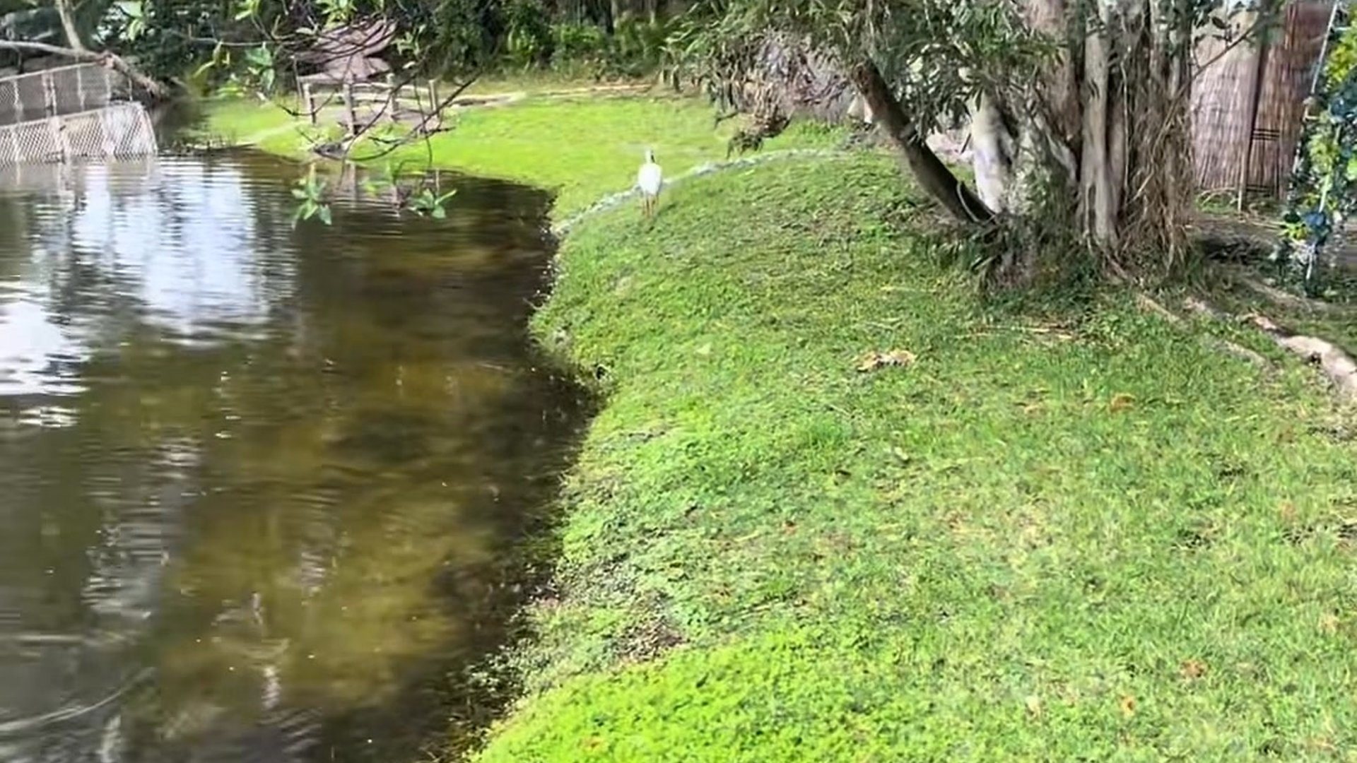 Sea monster spotted from my roof