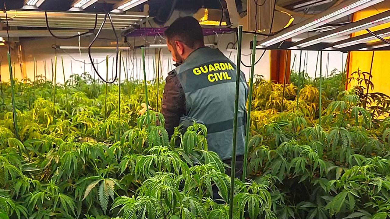 Police in Spain discover over 1,500 marijuana plants inside building in ...