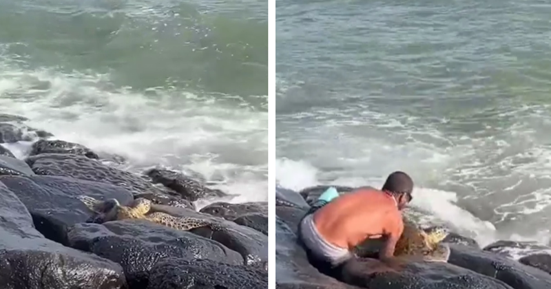 Sea turtle gets stuck between rocks right at ocean's coastline, brave ...