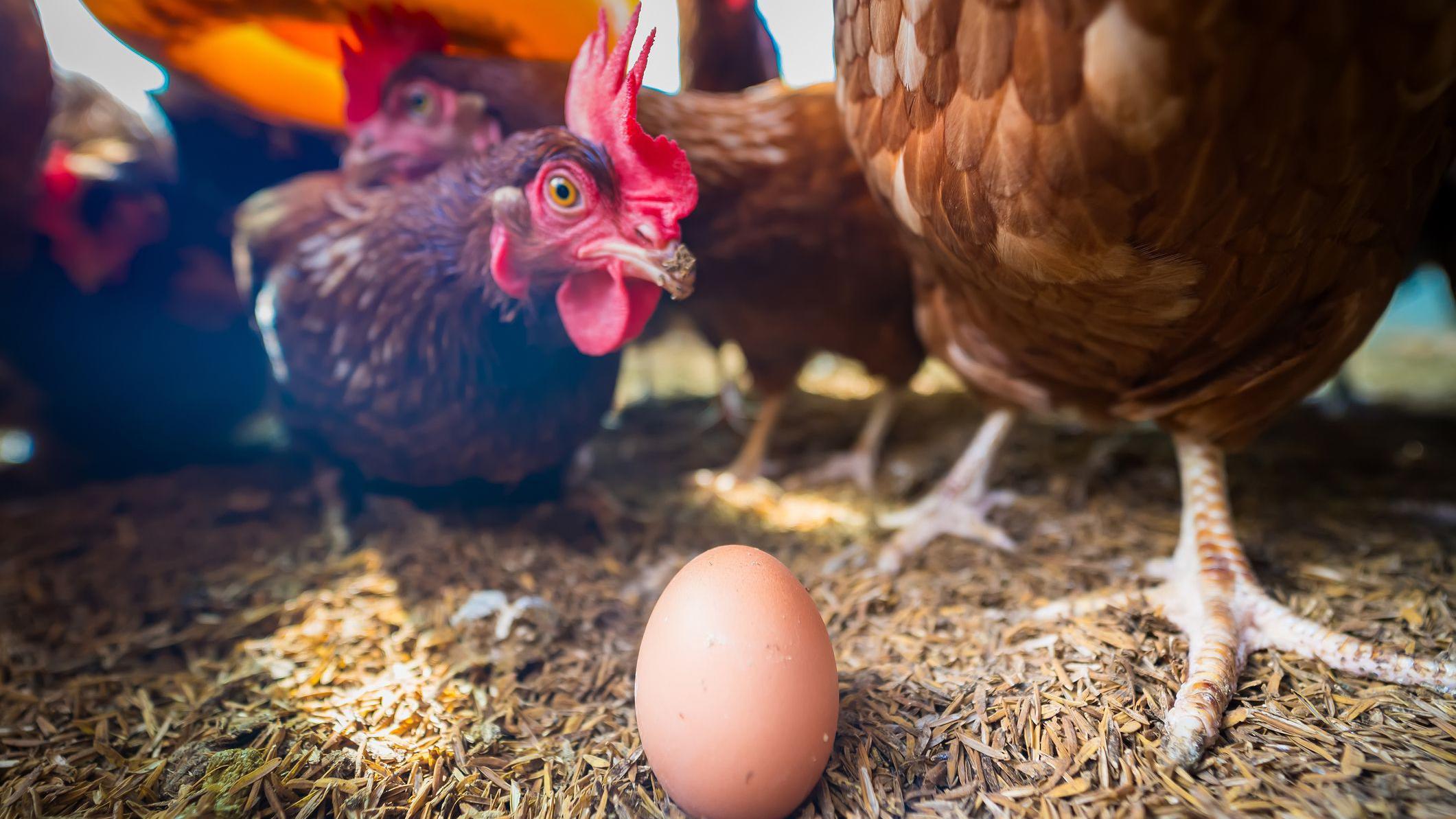 Egg producer suffers third bird flu outbreak