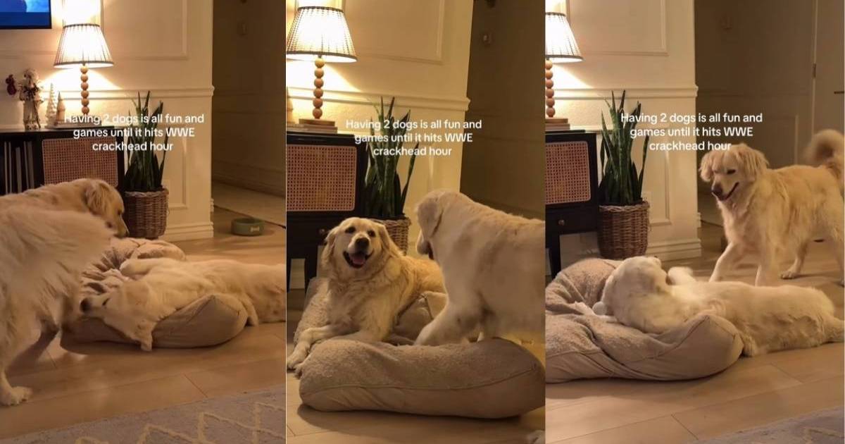 Video: Two golden retrievers go from playtime to fight in seconds