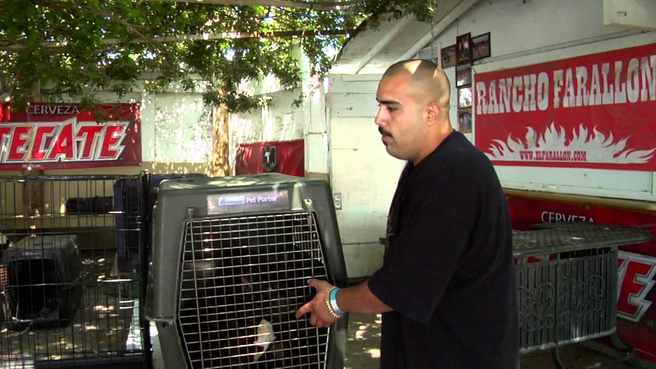 THROW BACK CLIP - GoldenCoast 2009