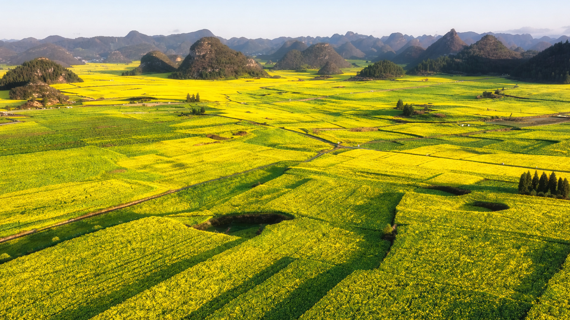 Where flowers meet the mountains