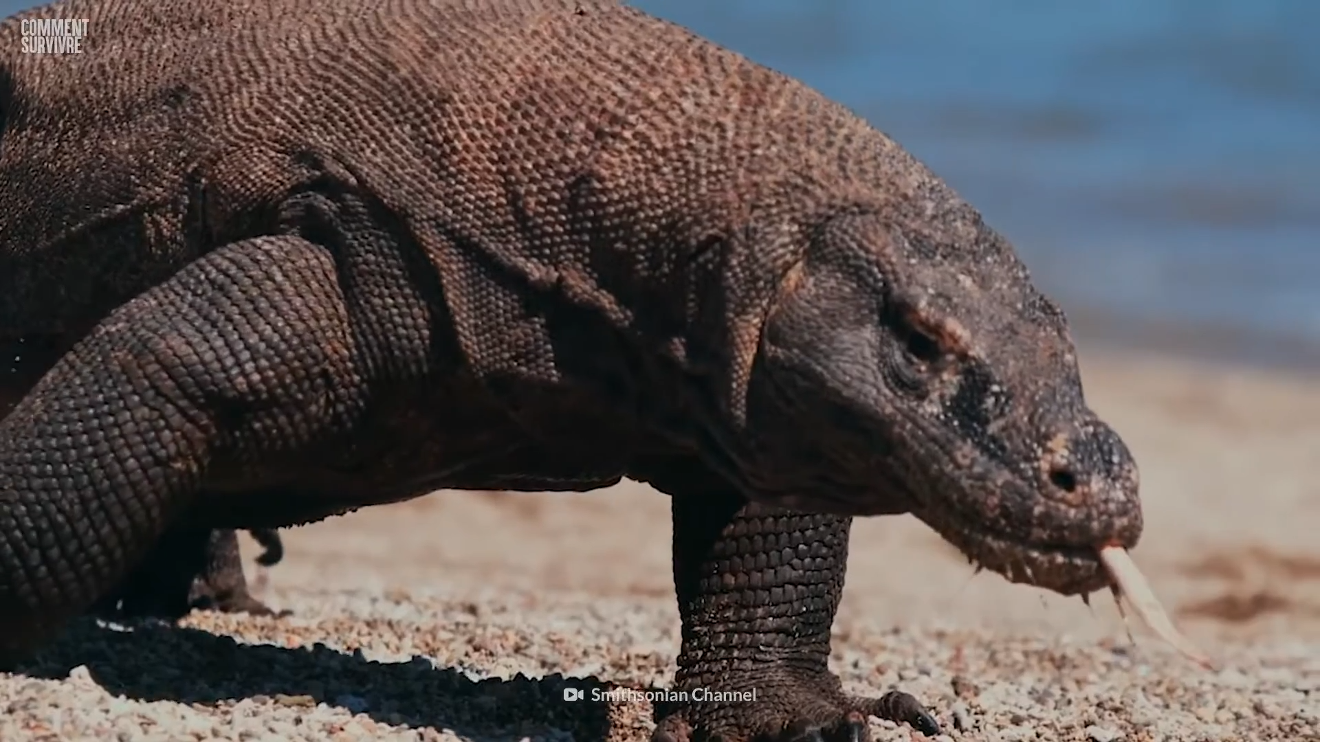 Comment Phil Bronstein avait survécu à une attaque de dragon de Komodo ...