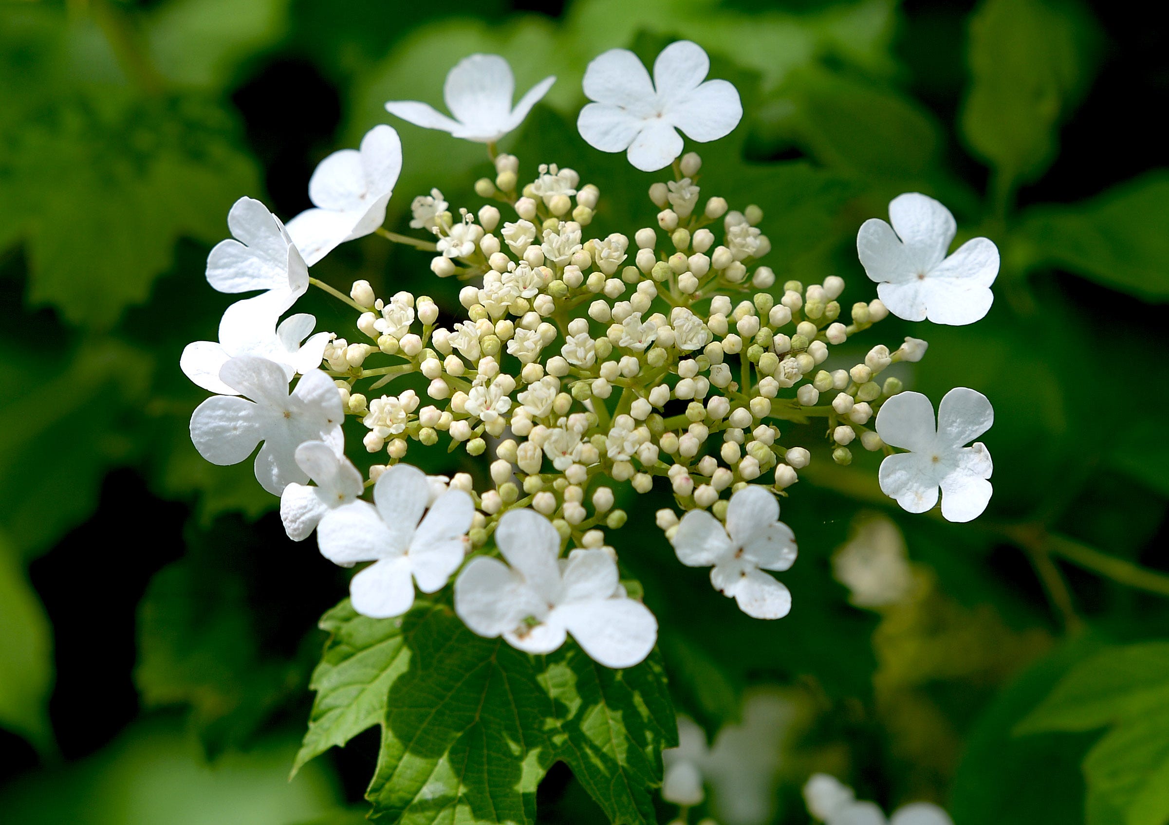 It's cold in Illinois. When does spring officially start?