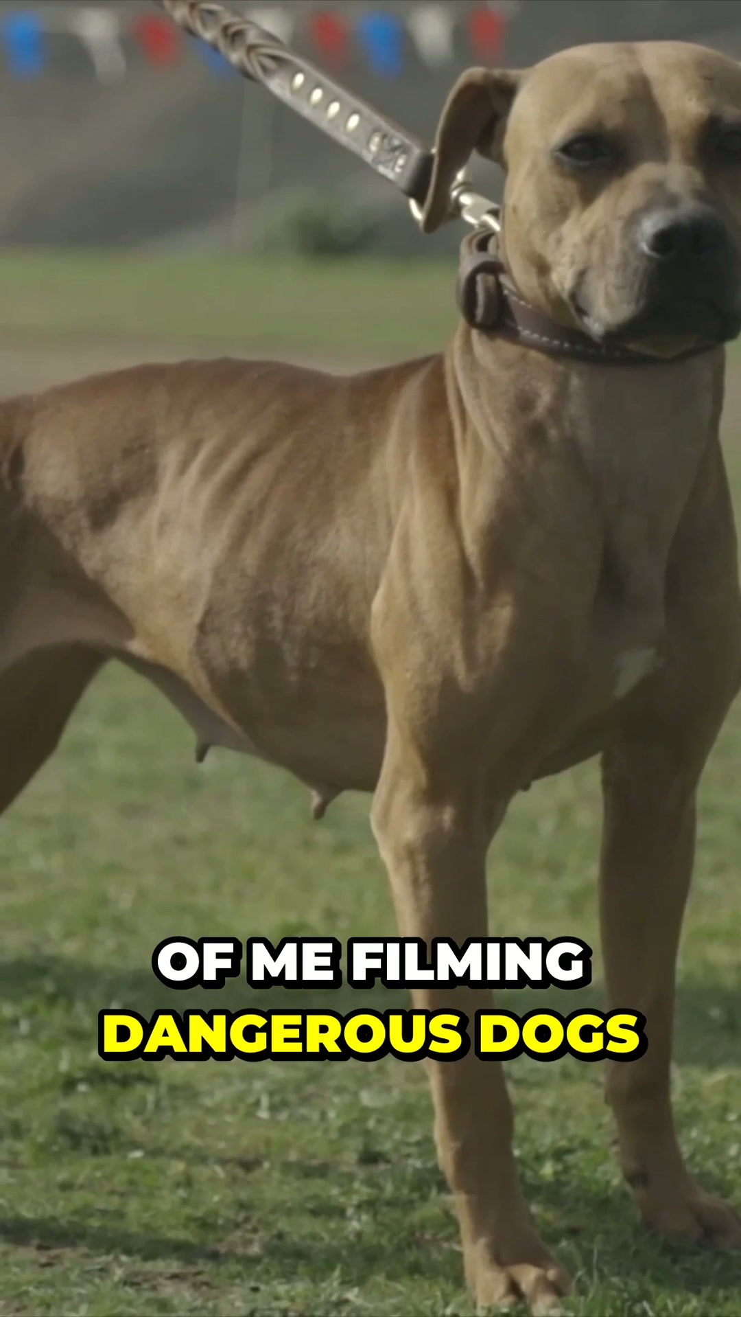 Uncovering the truth about dangerous dog breeds: What you didn't know # ...