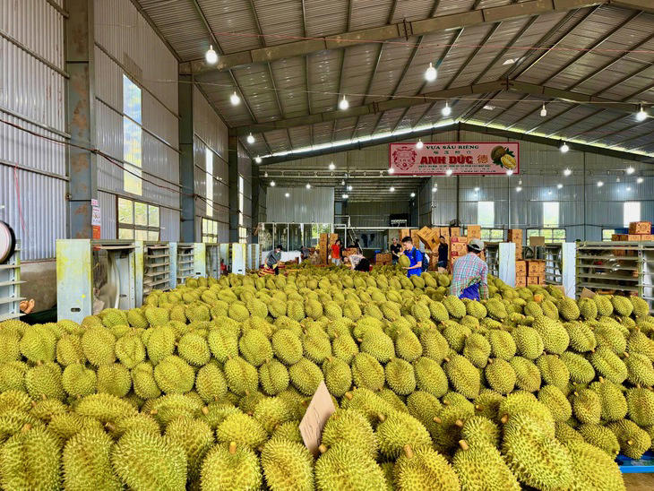 Đắk Lắk quảng bá du lịch từ cá ngừ và sầu riêng