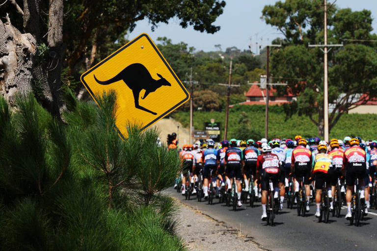 Kangaroo carnage: Vine breaks wrist in Down Under crash as Team UAE ...