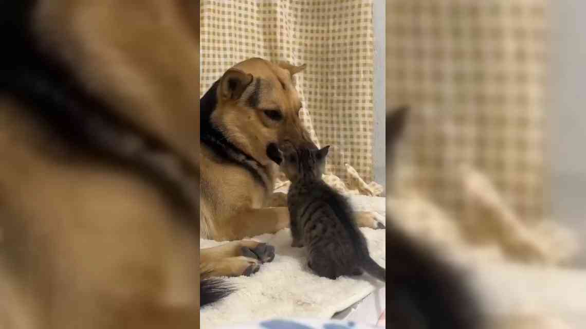 Vas a ser mi amigo: Un perro intenta imponer respeto, pero el gatito ...