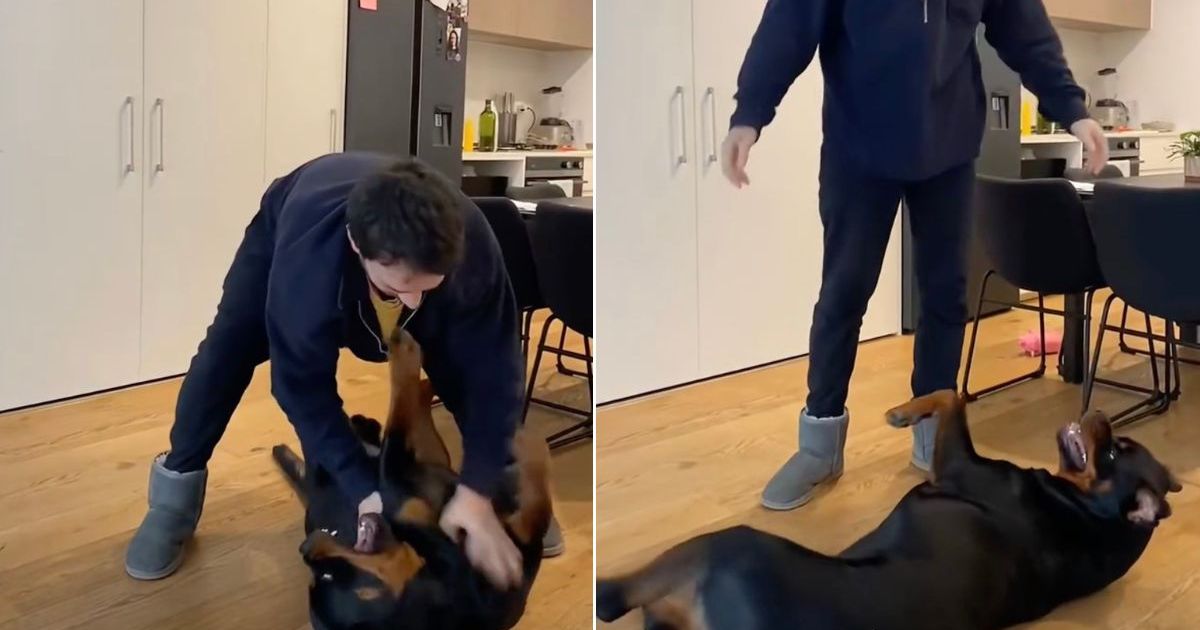 Video: What a 'standard' playtime with a Rottweiler looks like in this ...