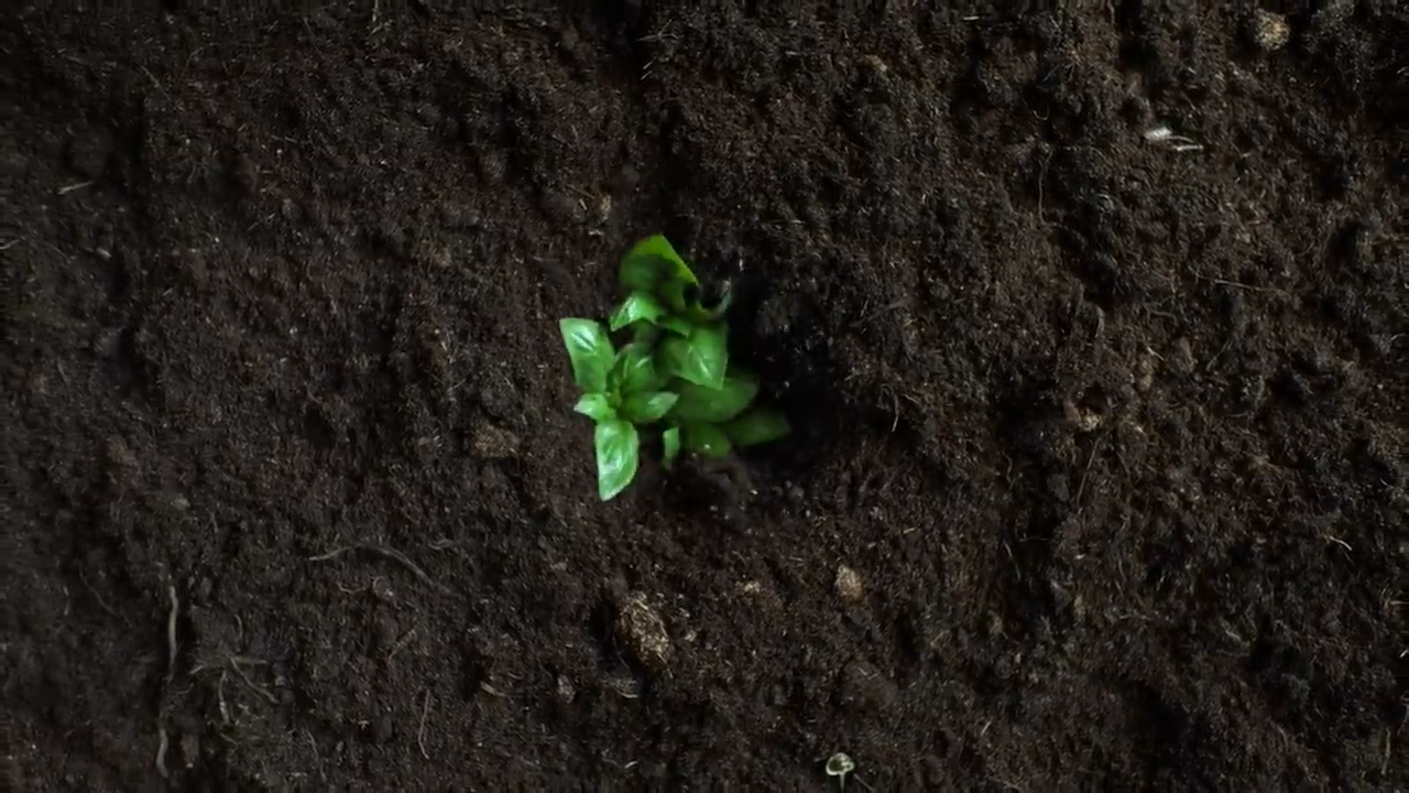 Scientists have successfully grown plants in lunar soil