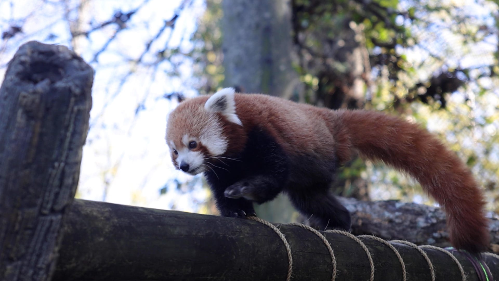 Even with three legs, new red panda at Zoo Knoxville is agile explorer