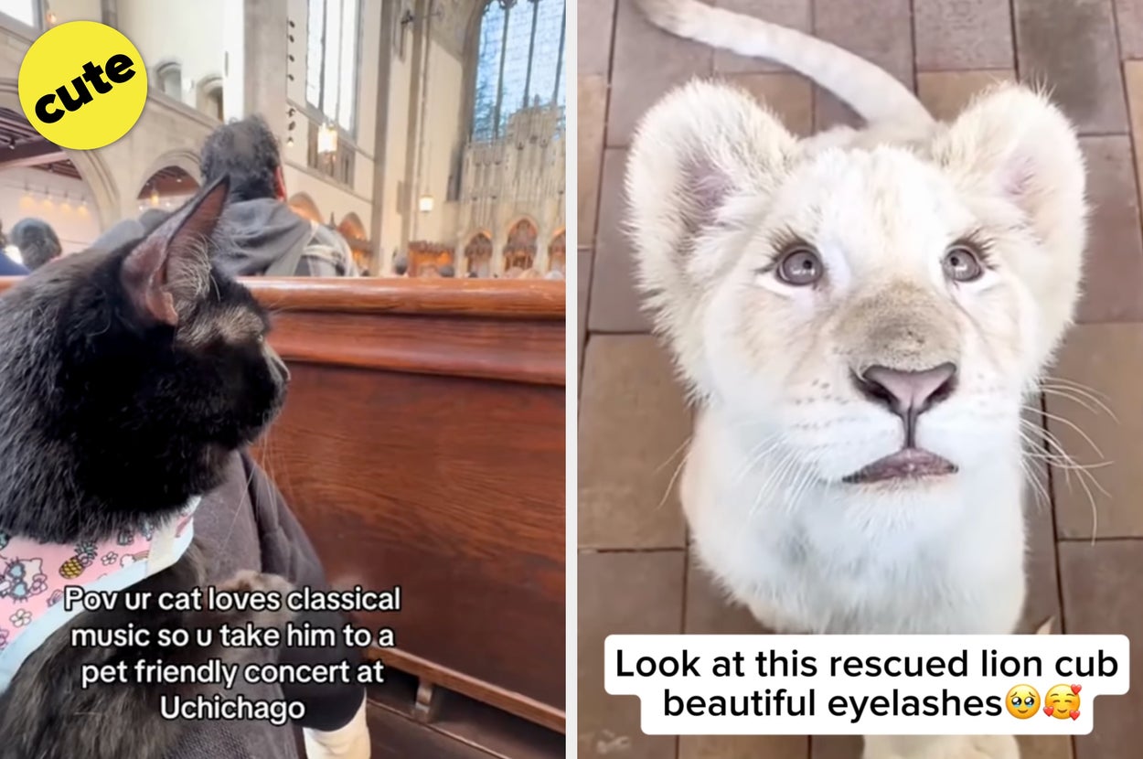 20 pure animal moments that will instantly soften your cold, dead heart