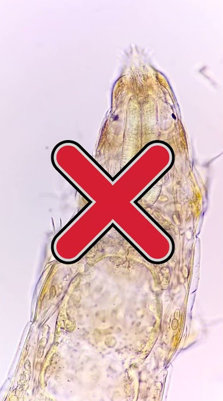 Why drinking rainwater from the sky is a bad idea!