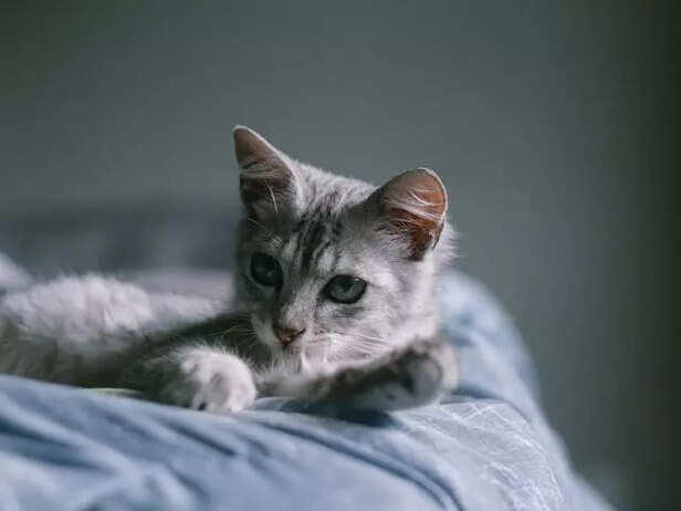 Ever caught your cat watching you sleep? Here’s why