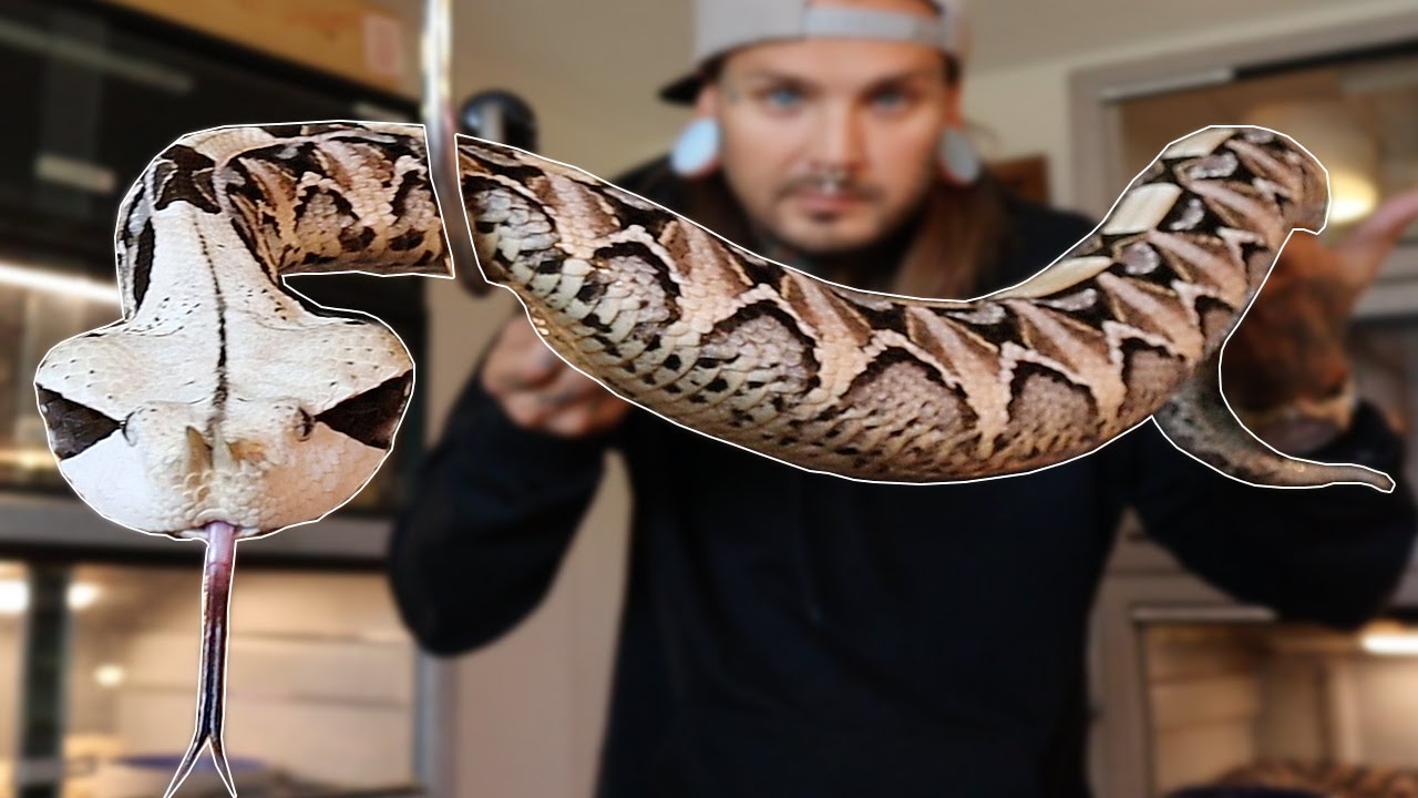 Face to face with a Gaboon viper - one strike could be fatal