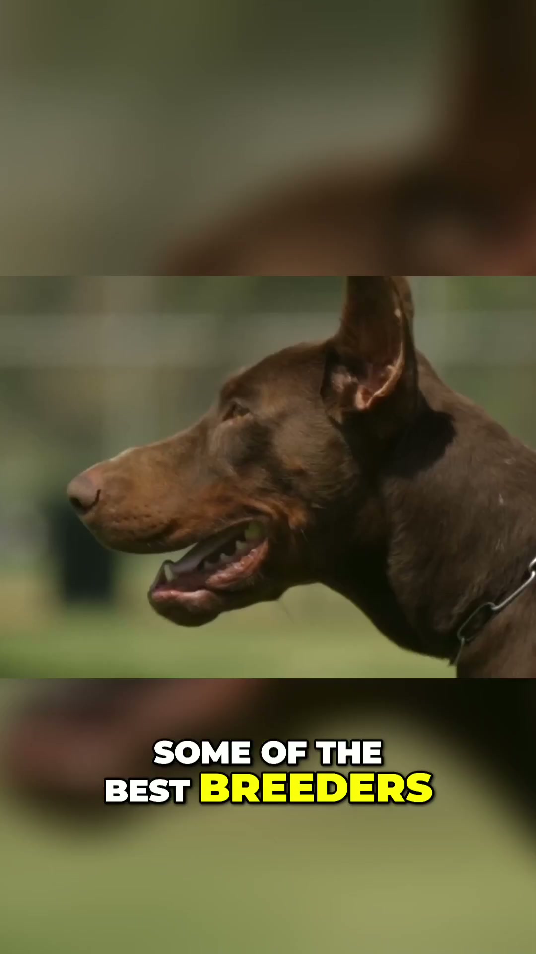 Choosing a chocolate Doberman (and why it matters)