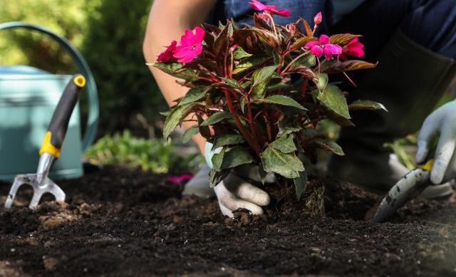Homeowner shares jaw-dropping photos of neighbor's incredible yardwork ...