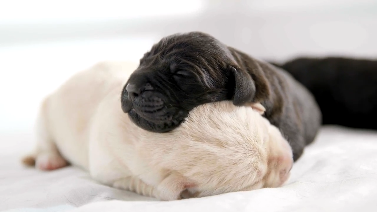 This is the full journey of a guide dog from puppyhood to partnership