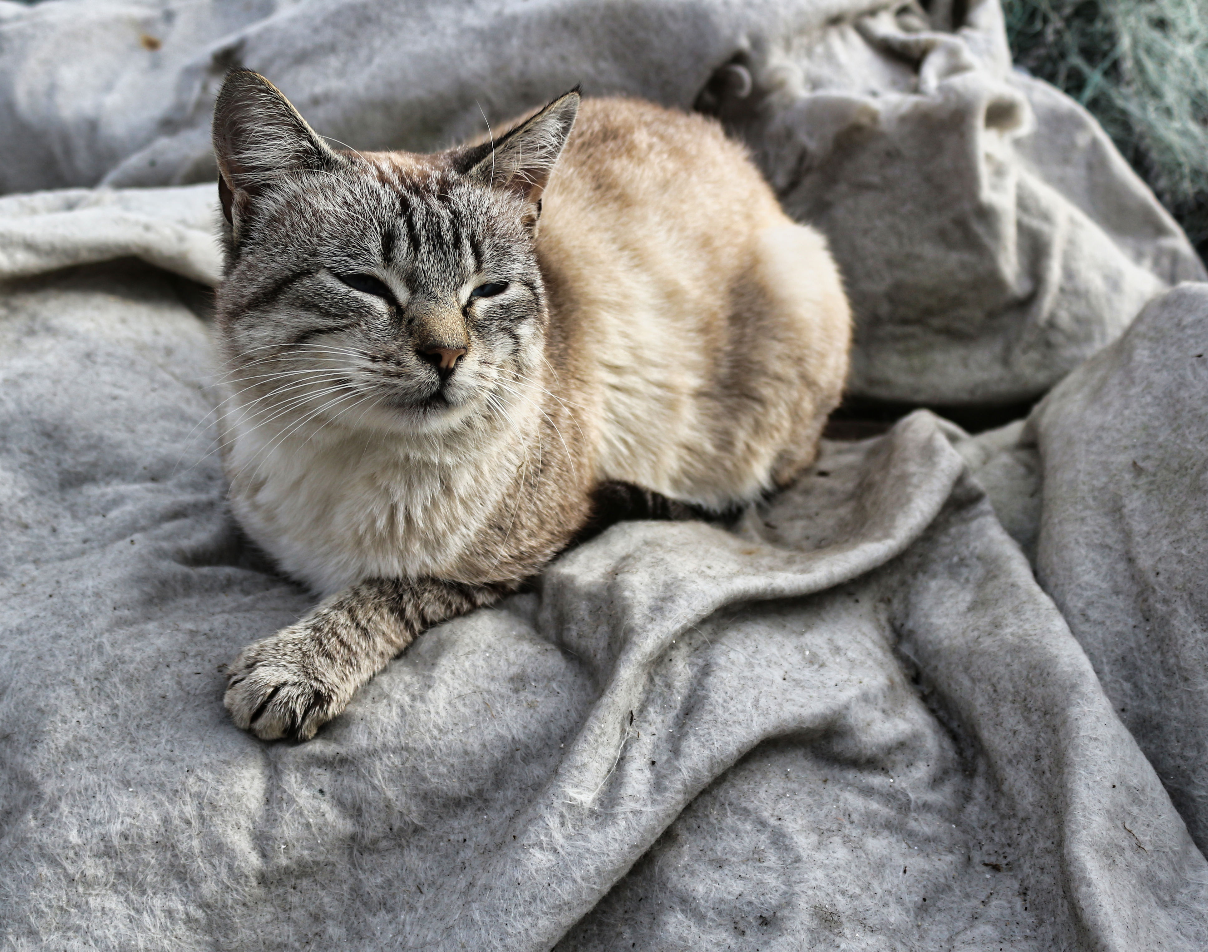 Woman takes senior cat to the vets, shock over what blood test reveals