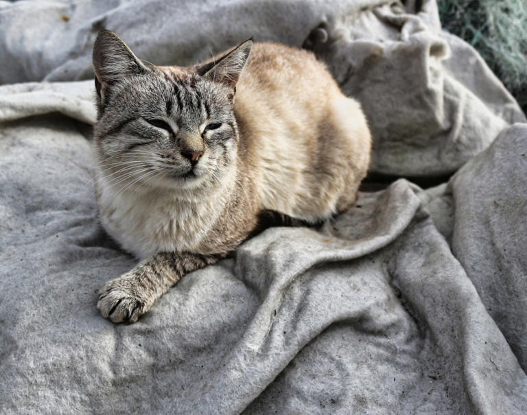 Woman takes senior cat to the vets, shock over what blood test reveals