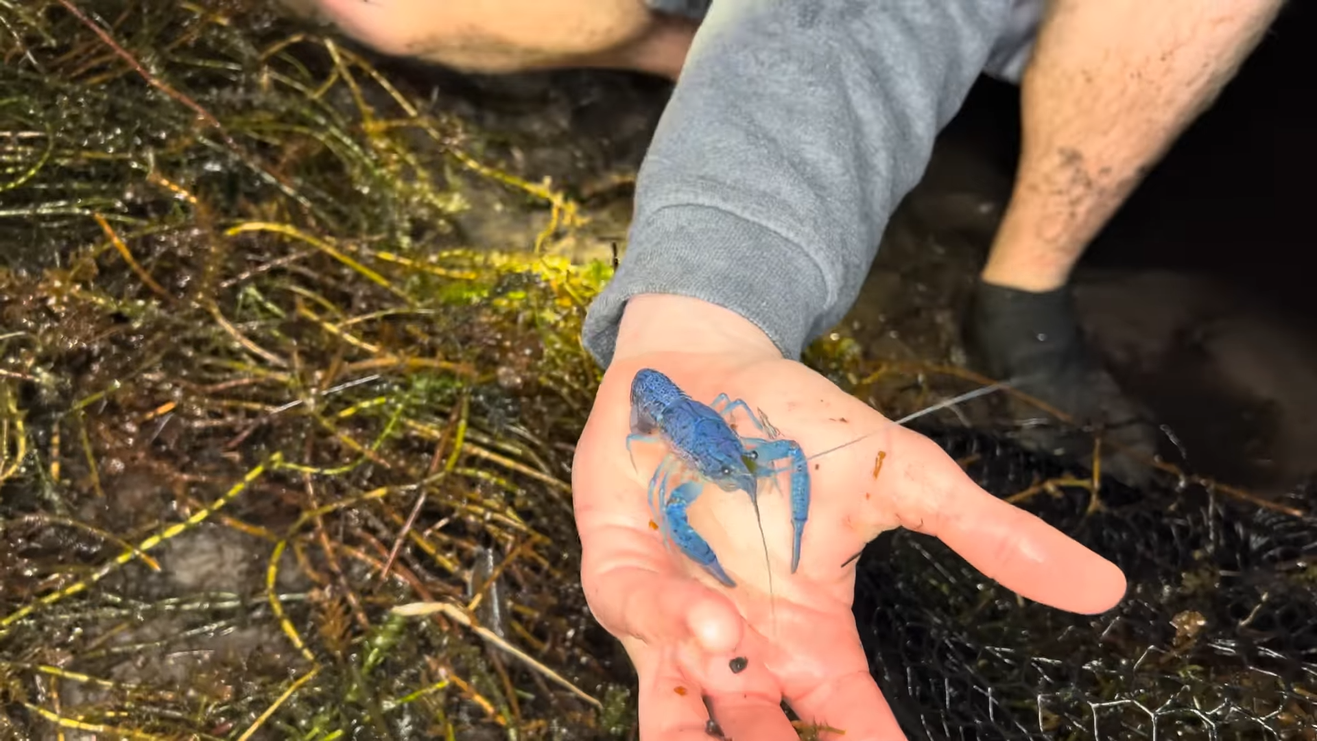 Trapping a sewer infested with aquarium fish actually worked