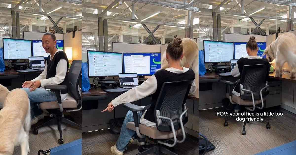 Video shows what happens when work space is a little too dog friendly