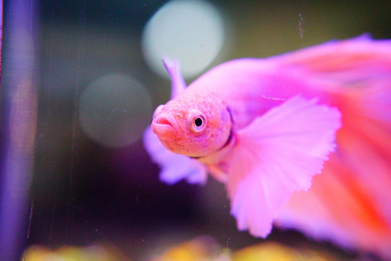 New to betta fish? Your top questions, answered