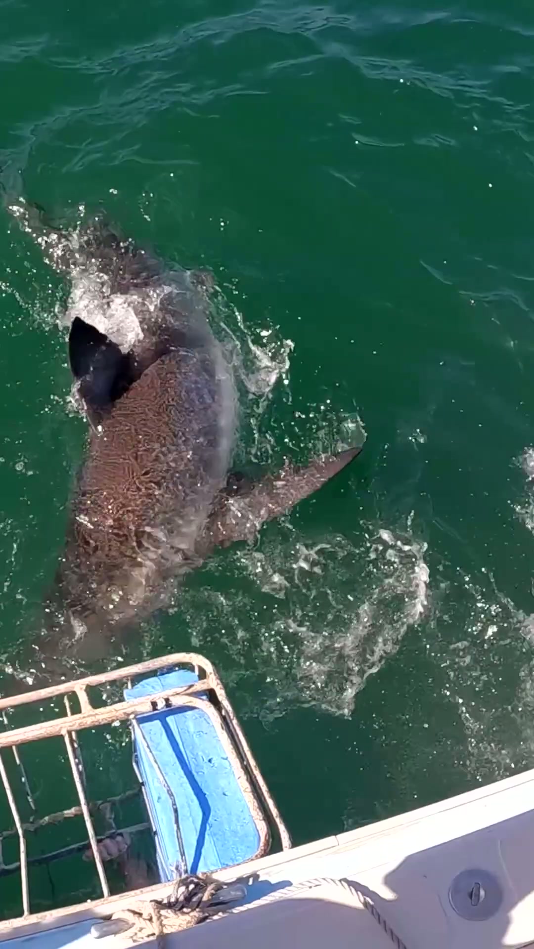 Great white shark days