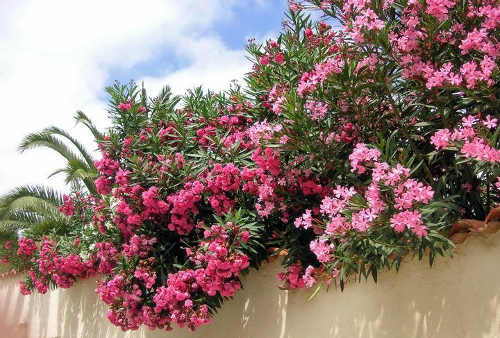 Looks can kill: Pretty plants and pets to avoid