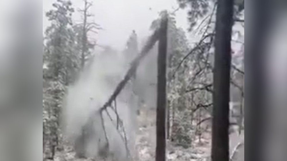 After freezing rain: Trees break in half