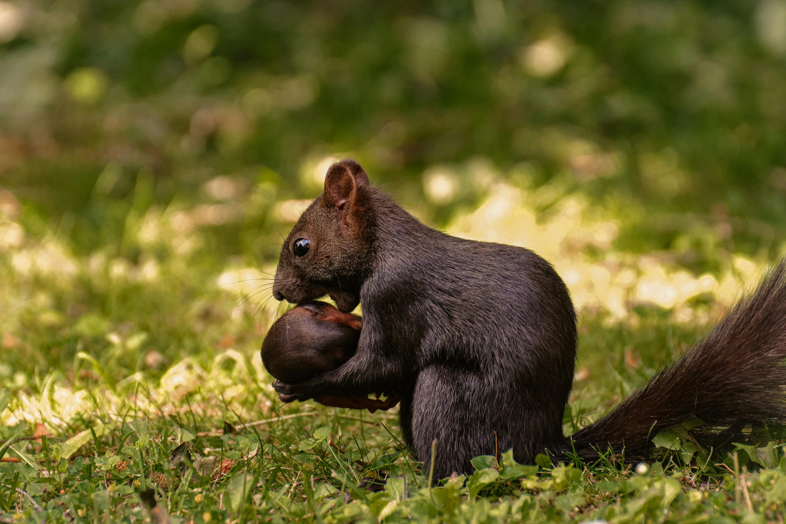 12 reasons black squirrels freak people out, and what’s actually going on