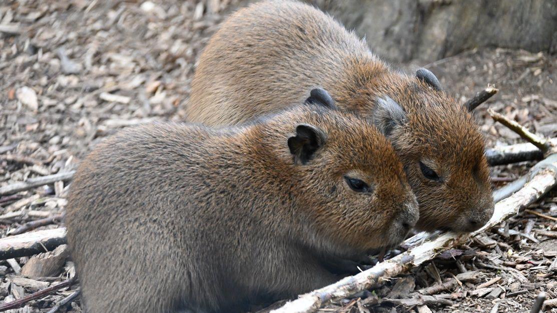 Baby capybaras 'stealing hearts' at wildlife park