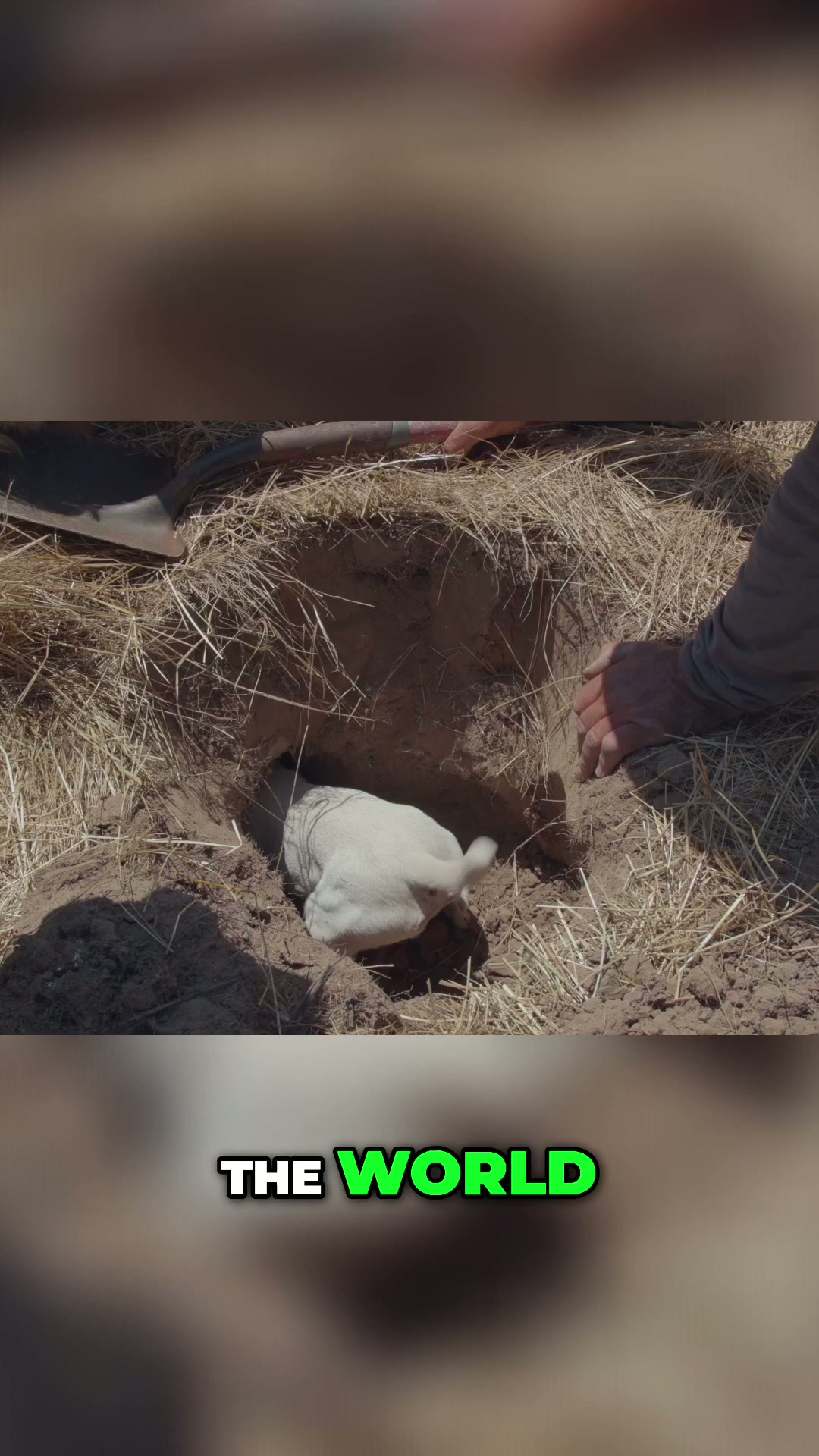 Exploring the versatile world of Jack Russell terriers